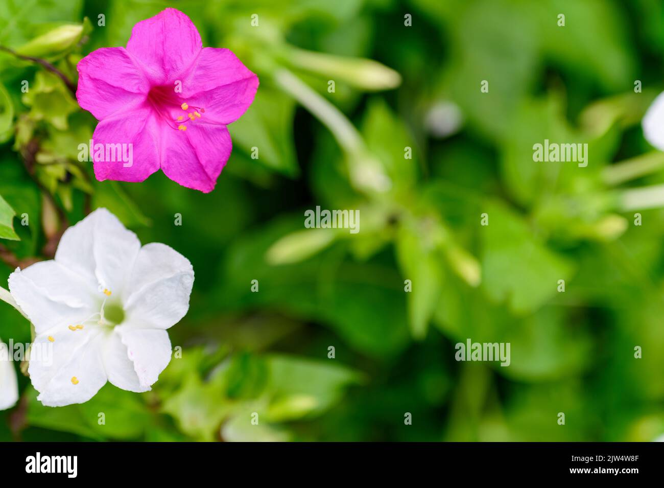 Mirabilis jalapa, the marvel of Peru or four o'clock flower, Jalapa (or ...