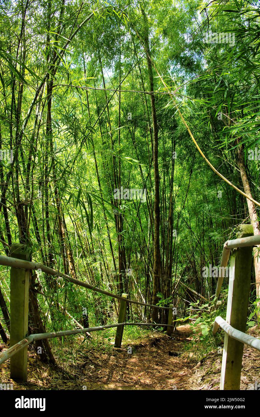 Steep track leading through a bamboo forest into the Nam Nao Canyon ...