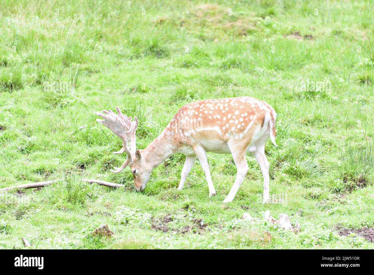 Fallow deer large antlers walking hi-res stock photography and images ...