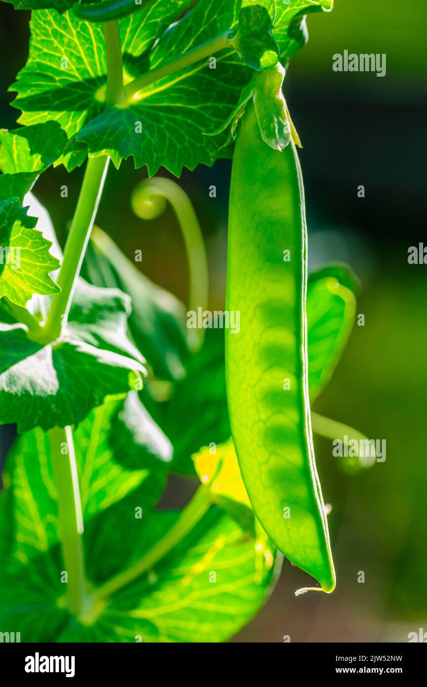 Translucent seed pod hi-res stock photography and images - Alamy