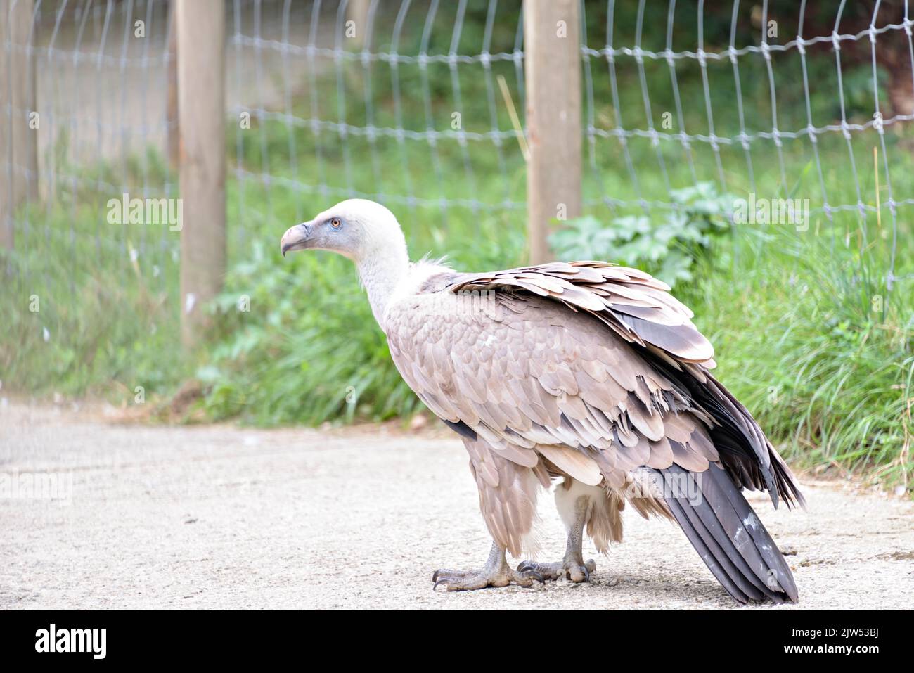 A selective focus of a vulture perching on a wooden surface in ...