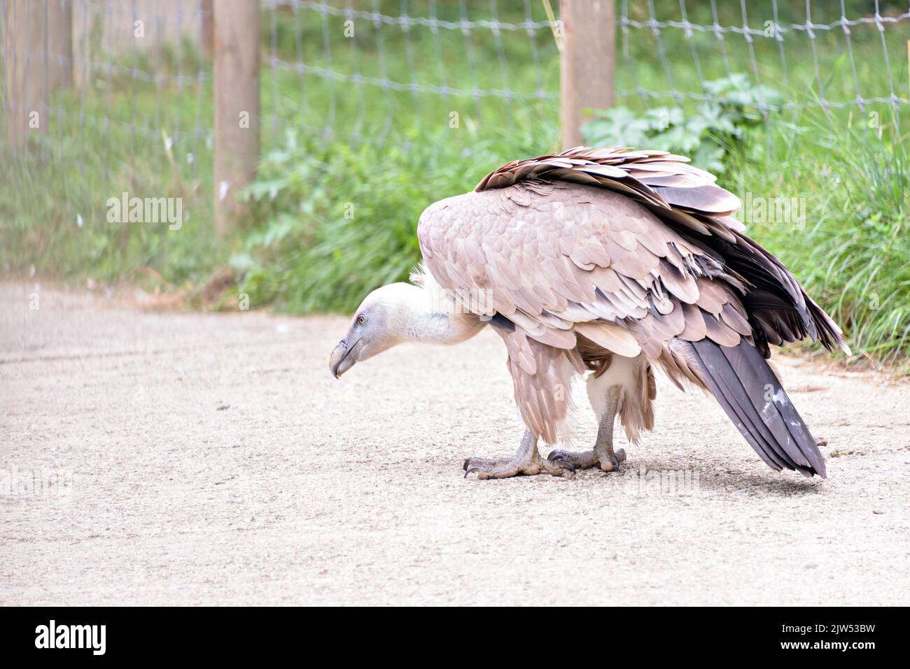 A selective focus of a vulture perching on a wooden surface in ...