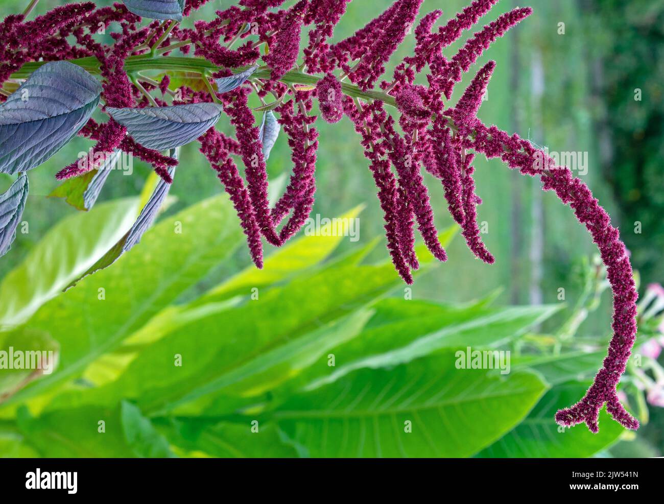Purple flowers Amaranth (Amaranthus cruentus) of medicinal and food ...