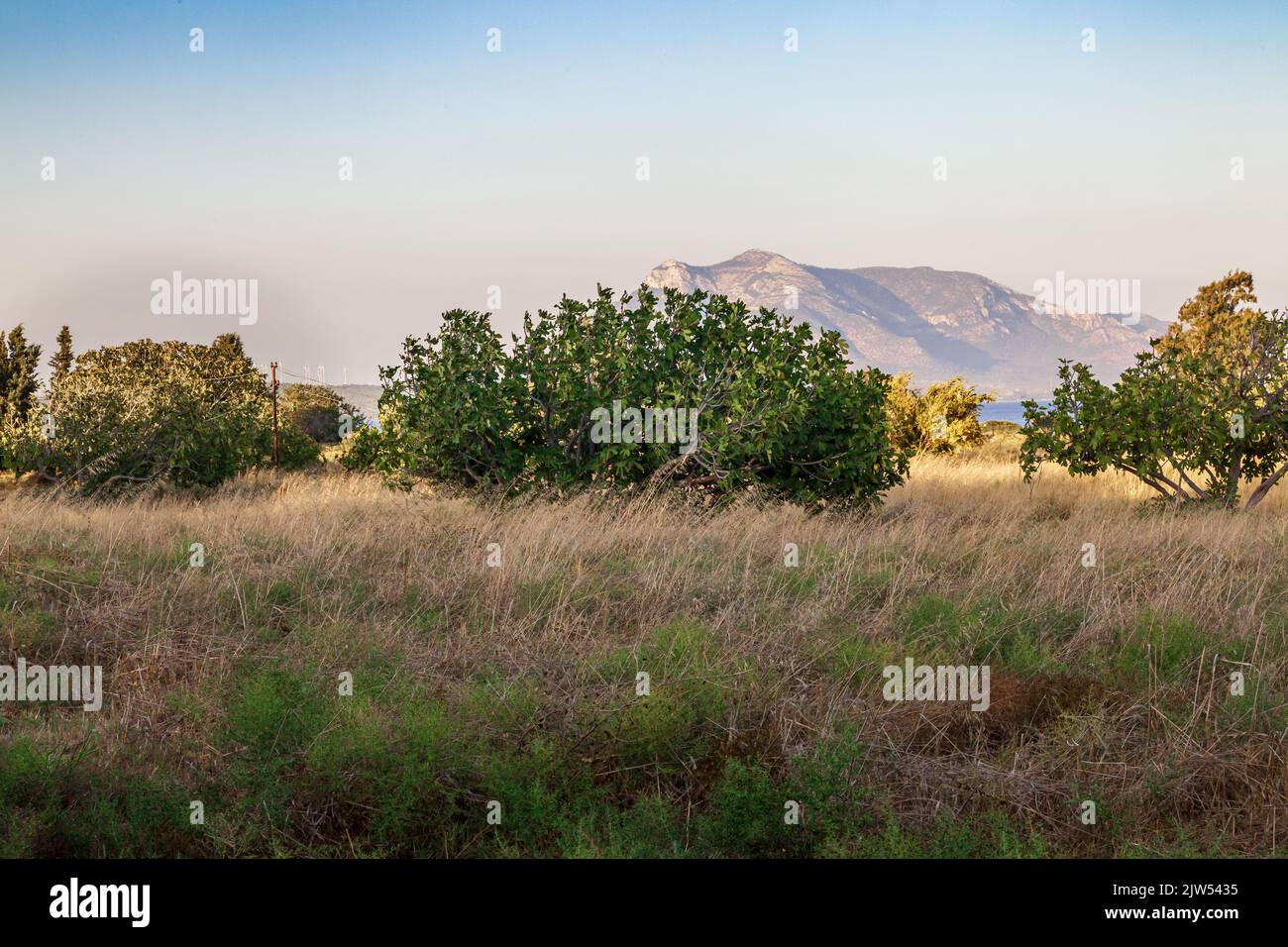 The wild fig tree and natural landscape with blue sky Stock Photo - Alamy