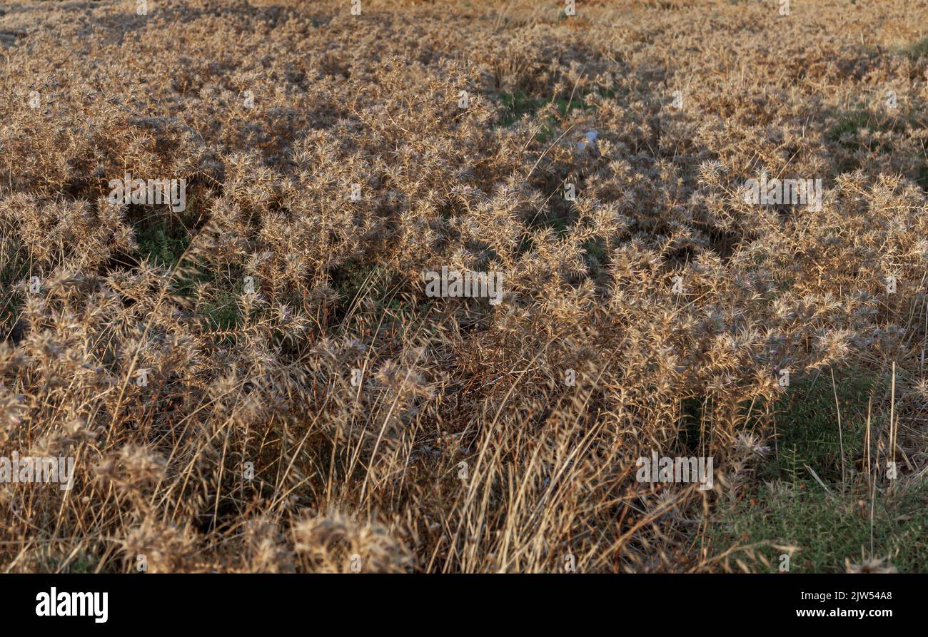 Thorn bushes hi-res stock photography and images - Alamy