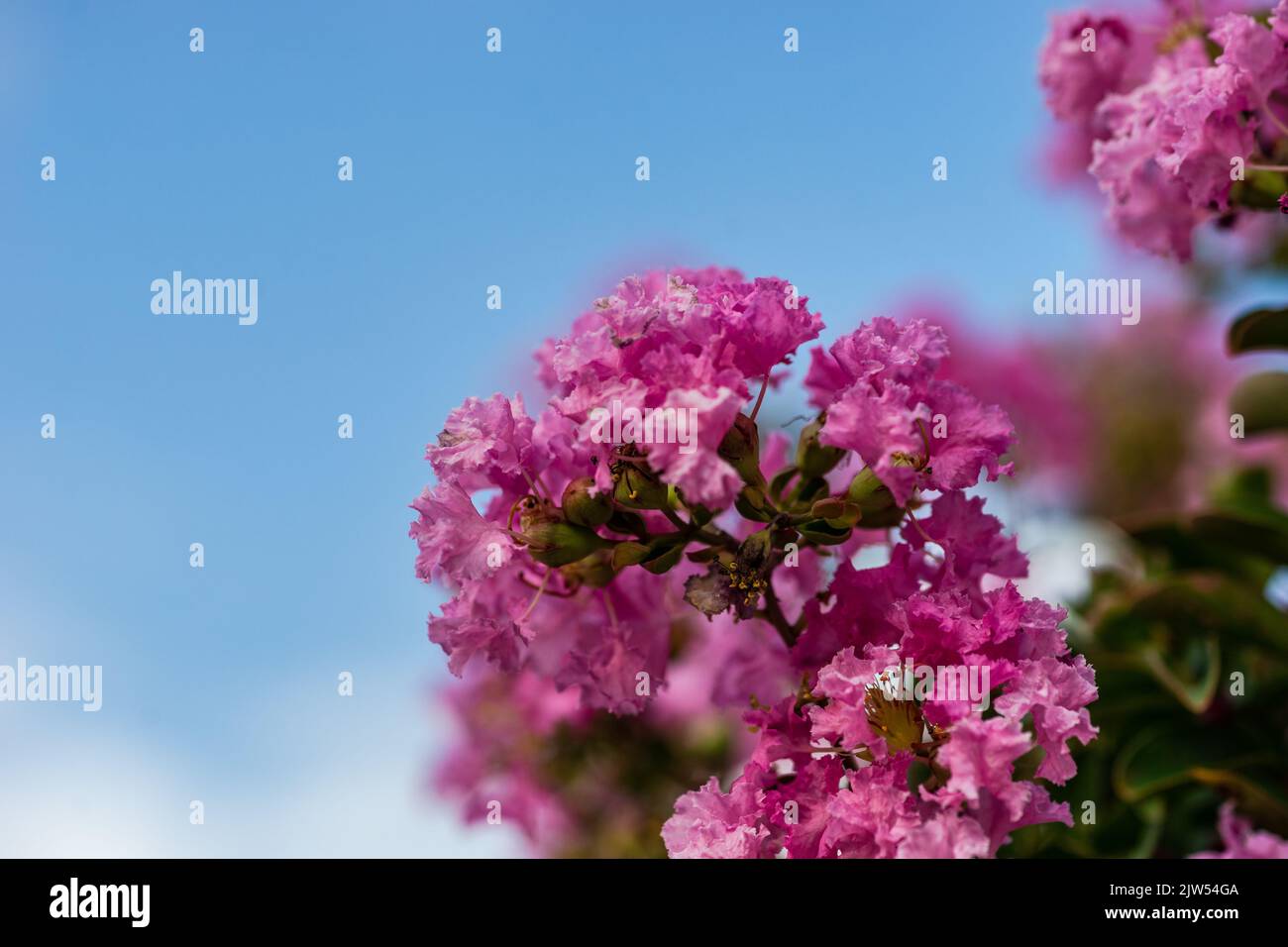 Lagerstroemia indica pink hi-res stock photography and images - Alamy