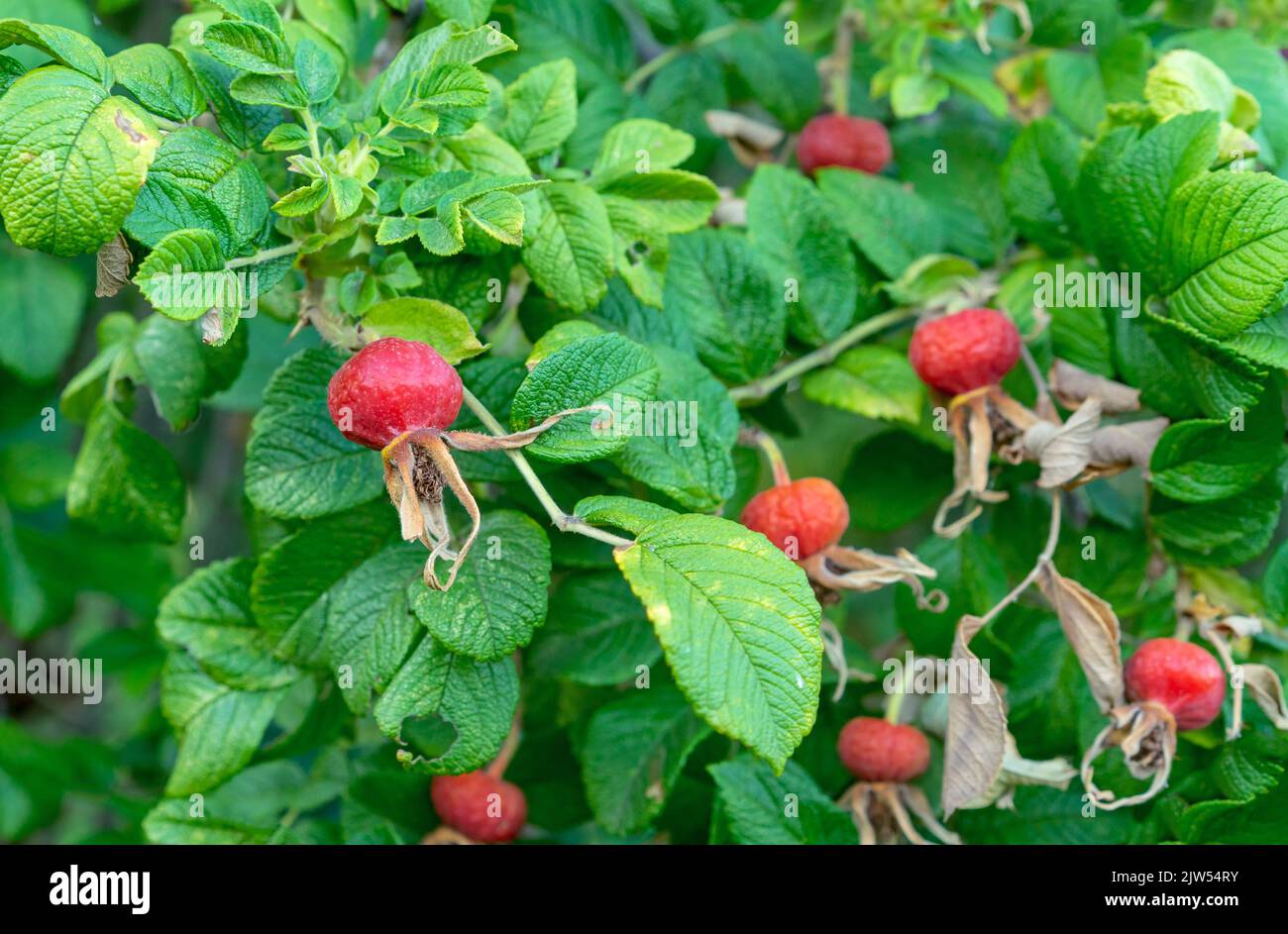 Picking wild rose hip fruits hi-res stock photography and images - Alamy