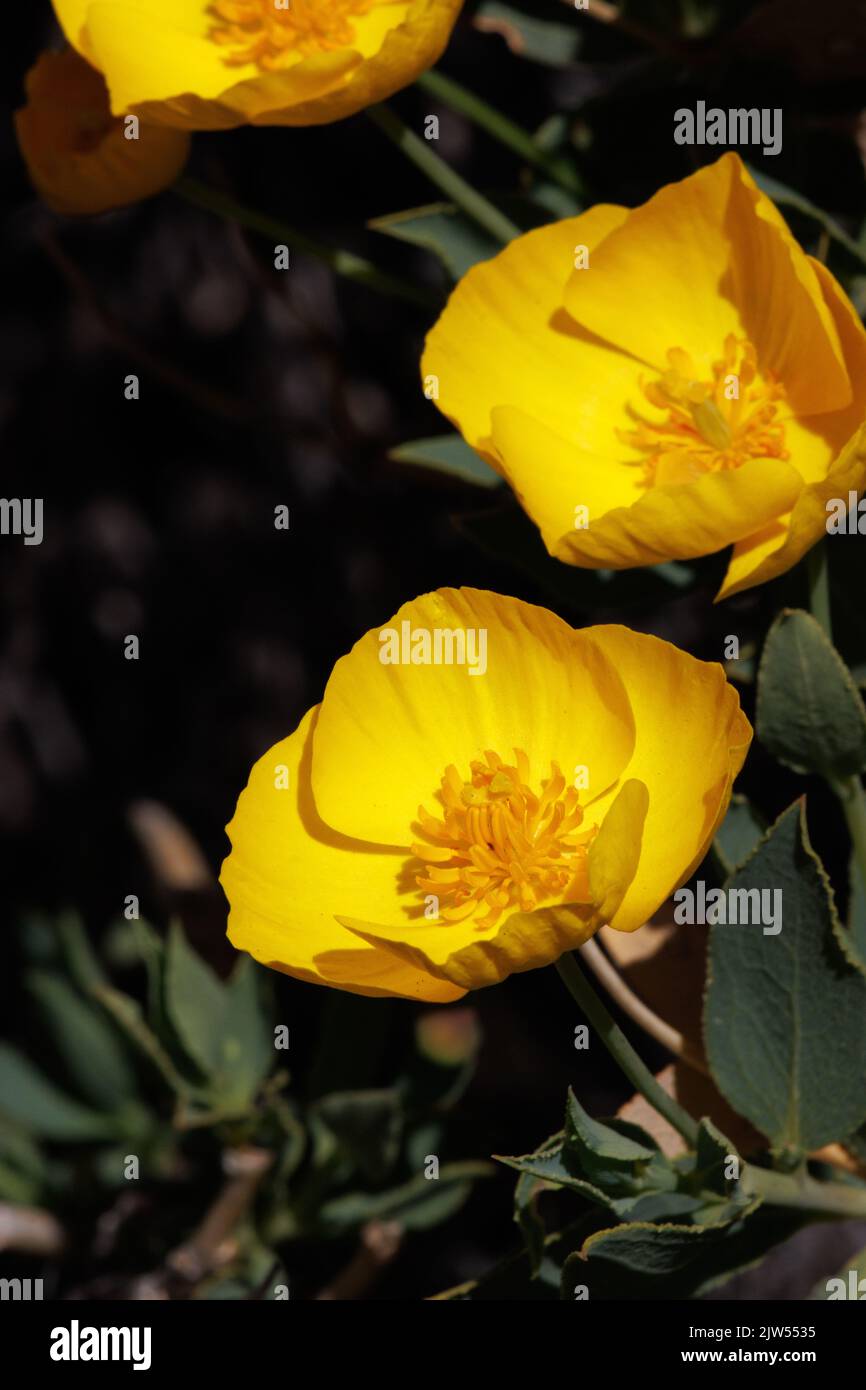 Cyme Inflorescence Example