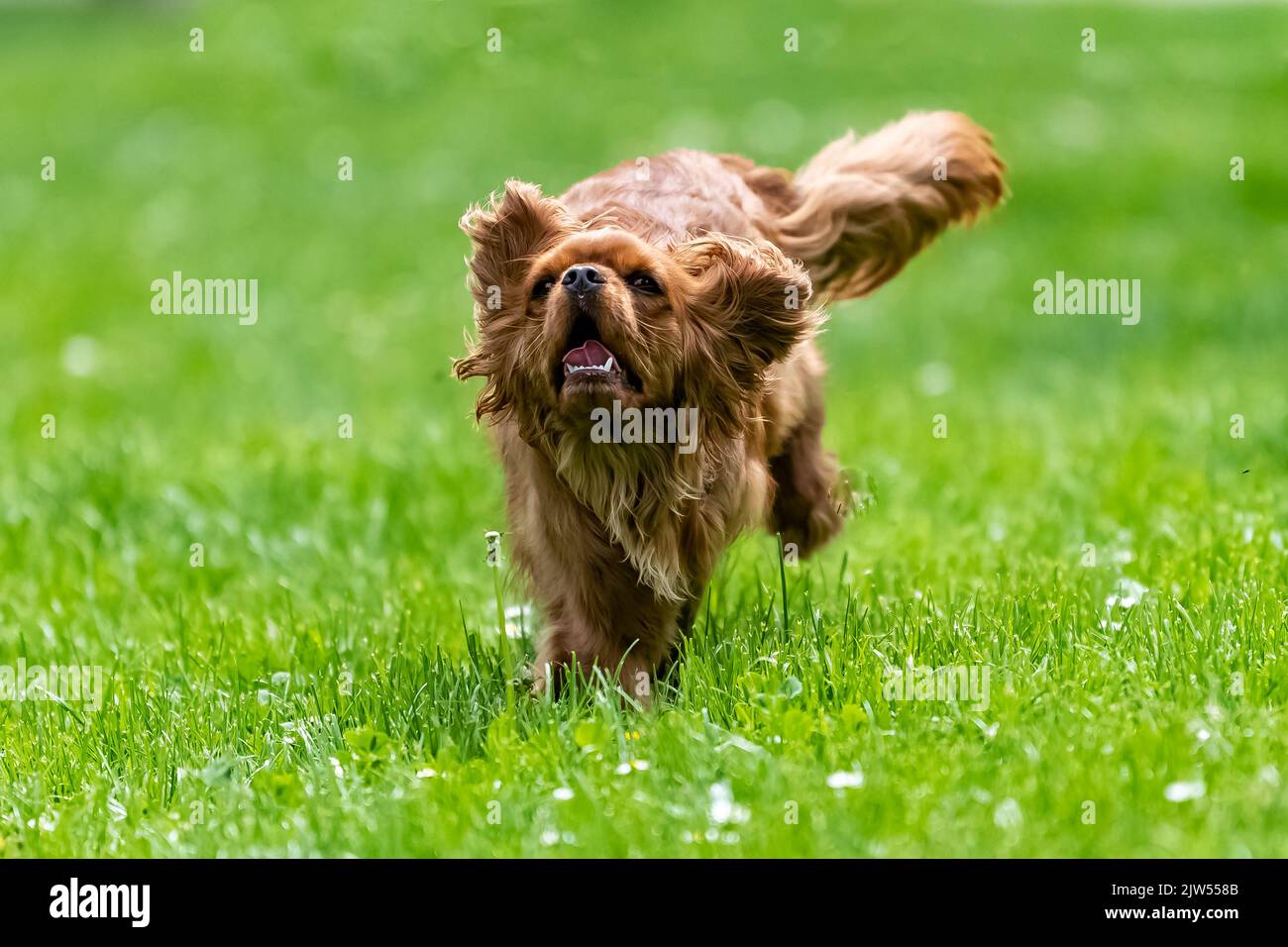 Cavalier king charles spaniel jumping hi-res stock photography and ...