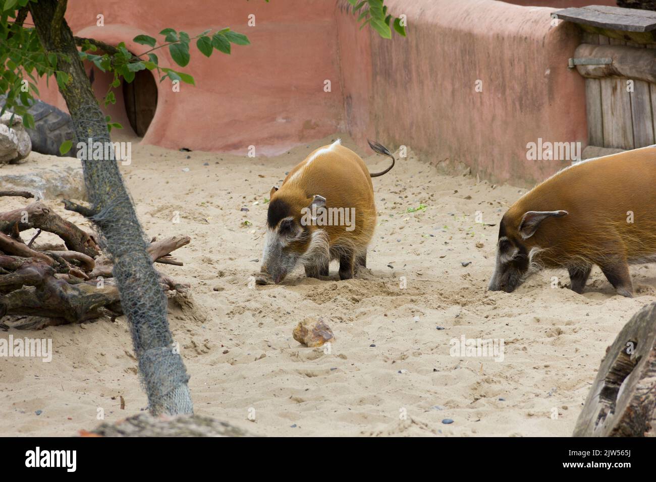 Two red river hogs (Potamochoerus porcus) on the sand Stock Photo - Alamy
