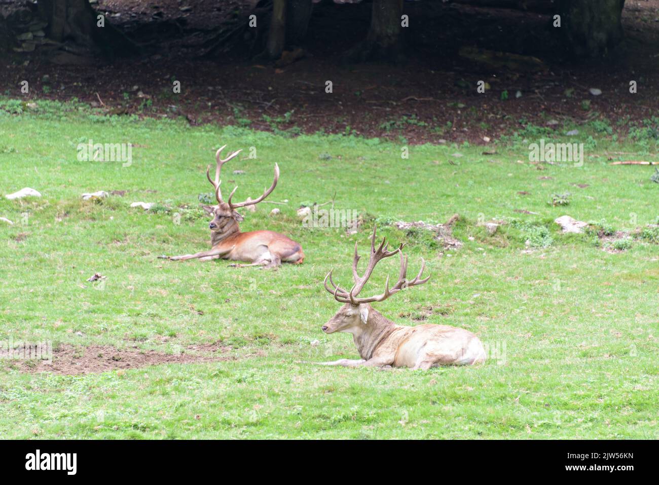 Stag lying hi-res stock photography and images - Alamy