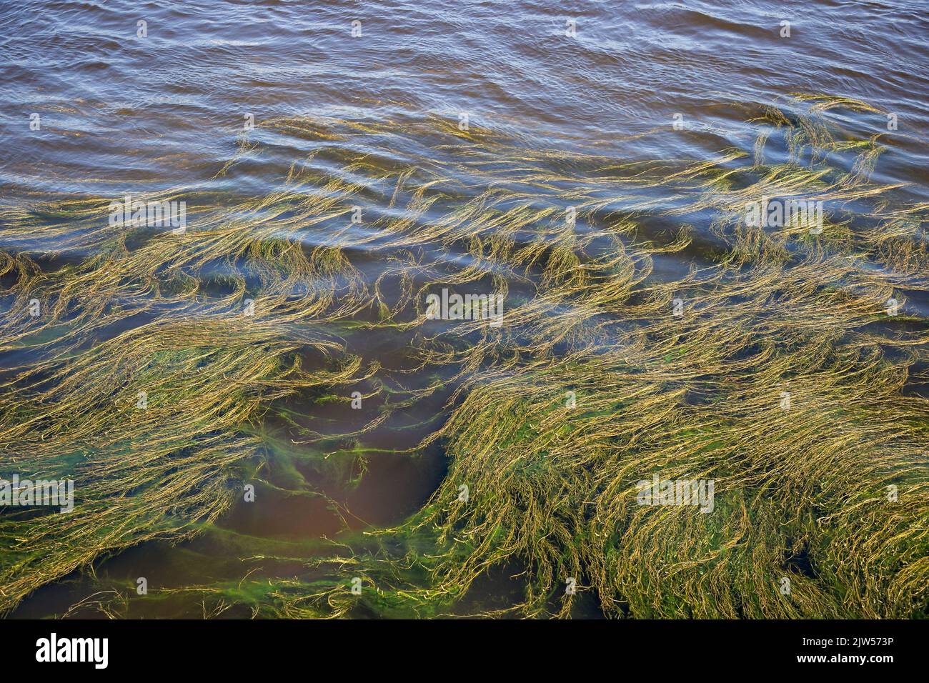Algae on the water surface of the reservoir Stock Photo - Alamy
