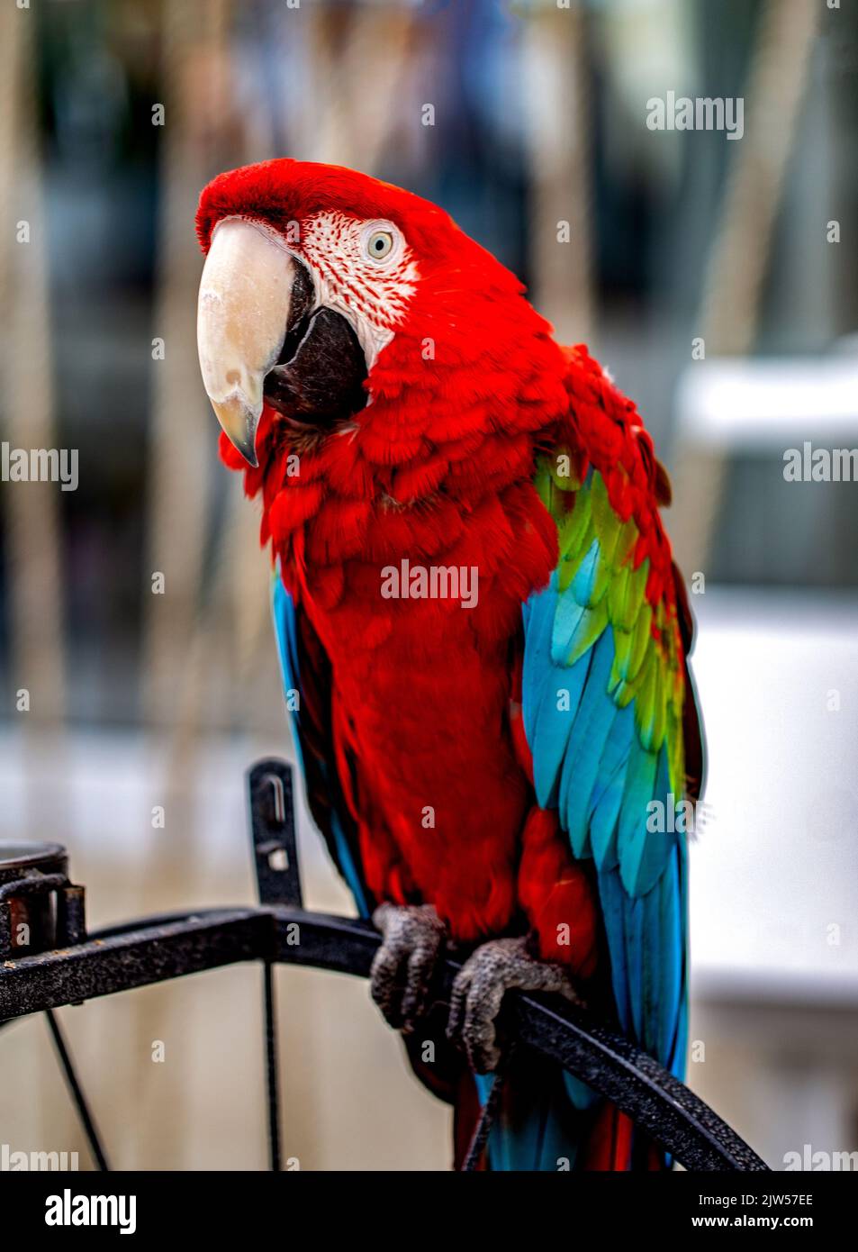 Zoo wildlife talk hi-res stock photography and images - Alamy
