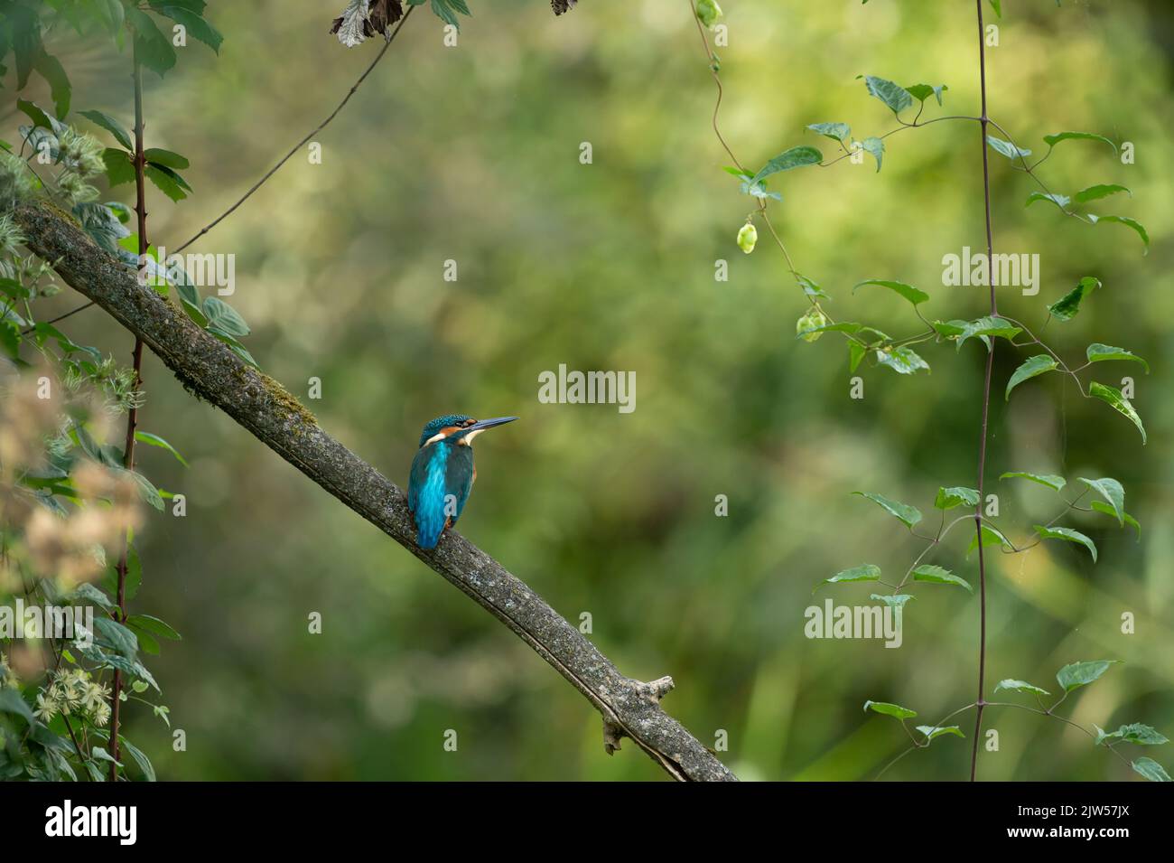 Birdwatching - King Fisher Stock Photo - Alamy