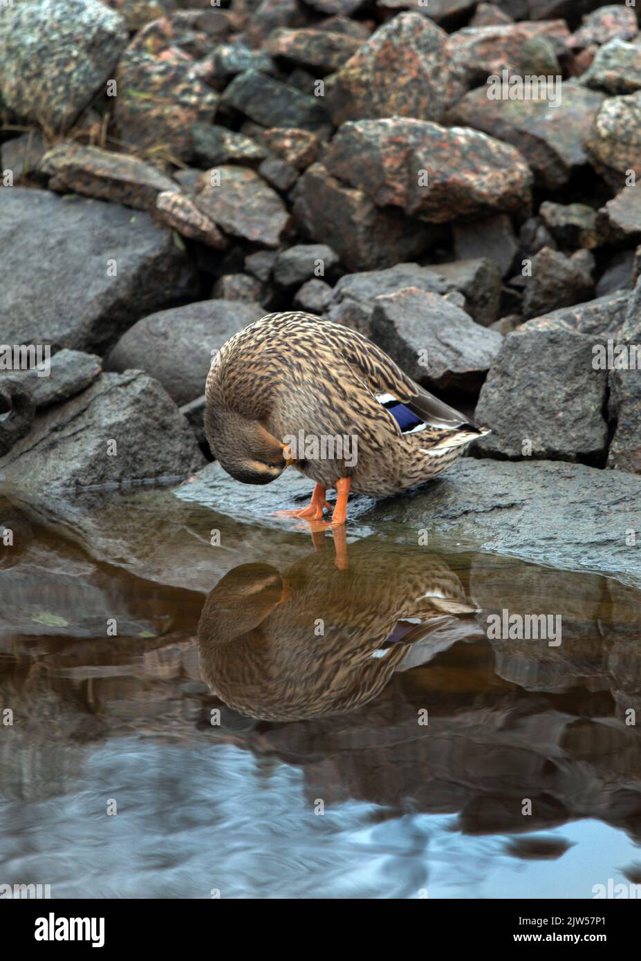 Quack duck eggs hi-res stock photography and images - Alamy