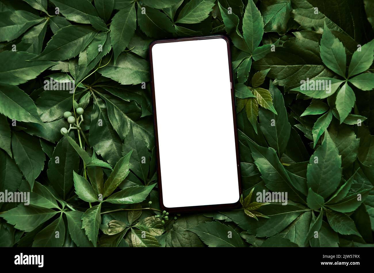 White cell phone screen template for advertising ads on green leaves ...