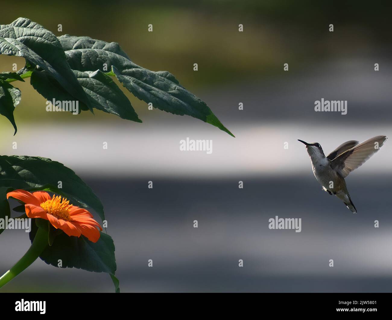 Ruby Throated Hummingbird (Archilochus colubris) ready to feed on a ...