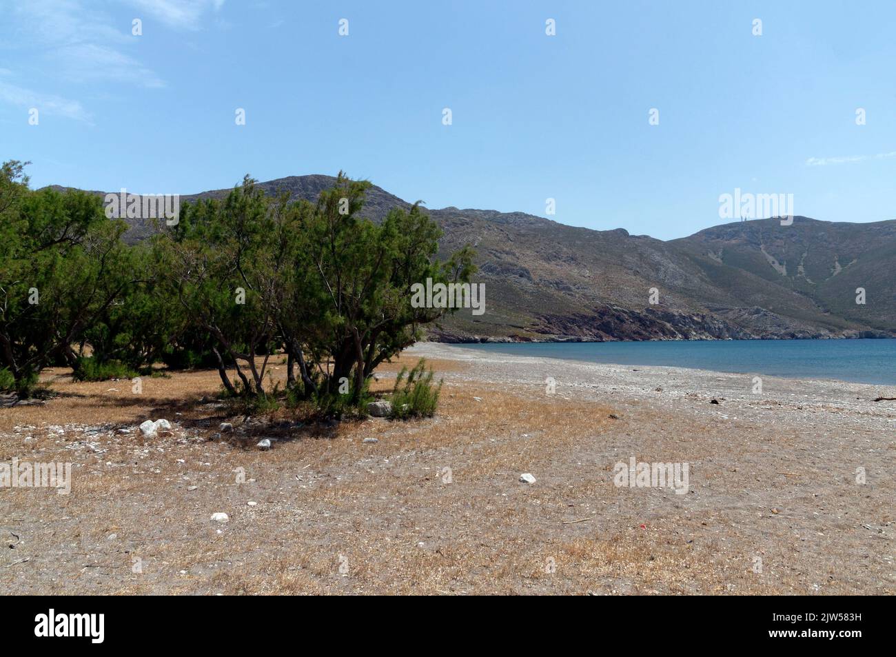 Tamarisk trees hi-res stock photography and images - Alamy