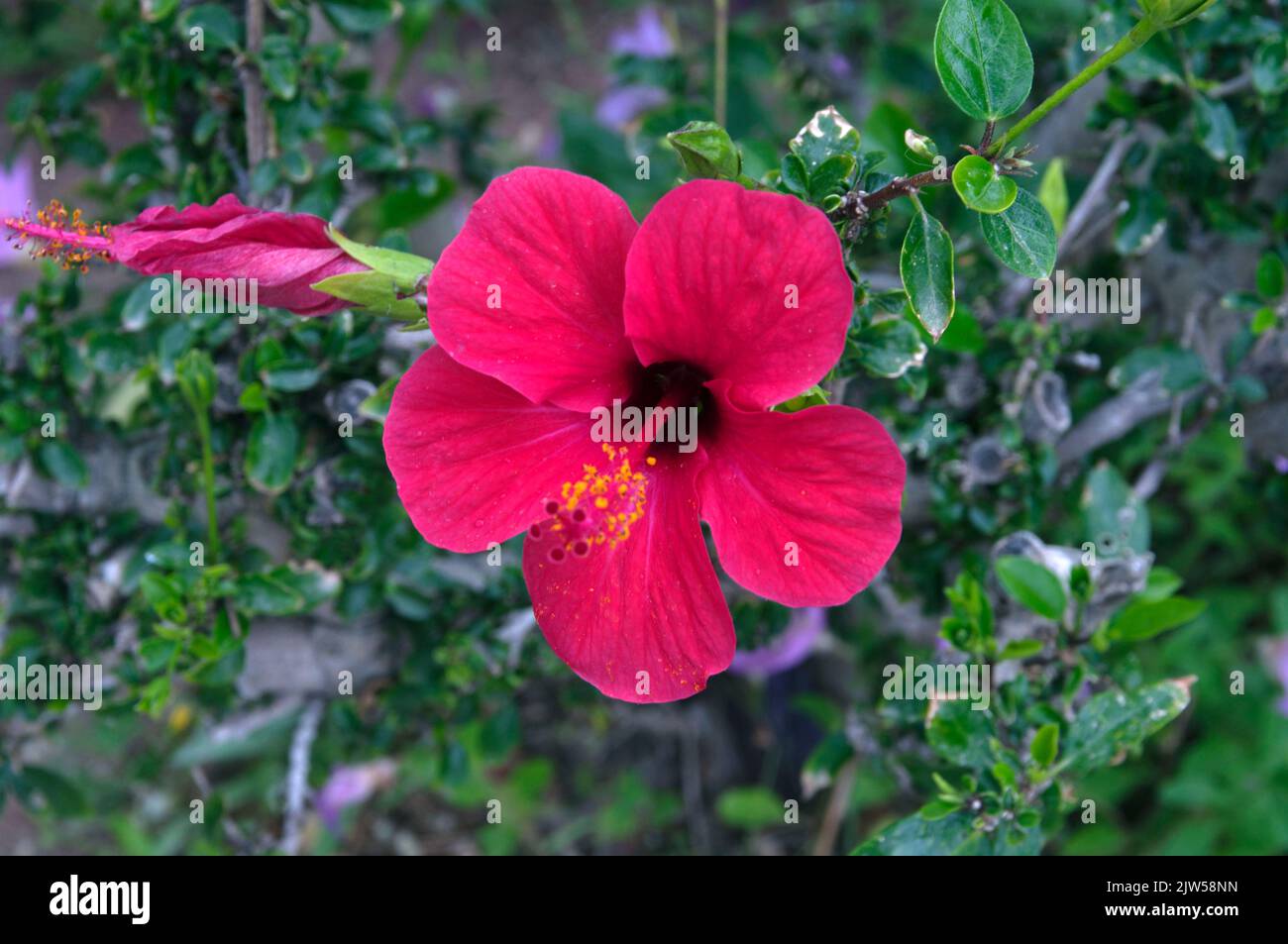 Red hibiscus flower and bud. Tilos island, Dodecanese, Greece, EU ...