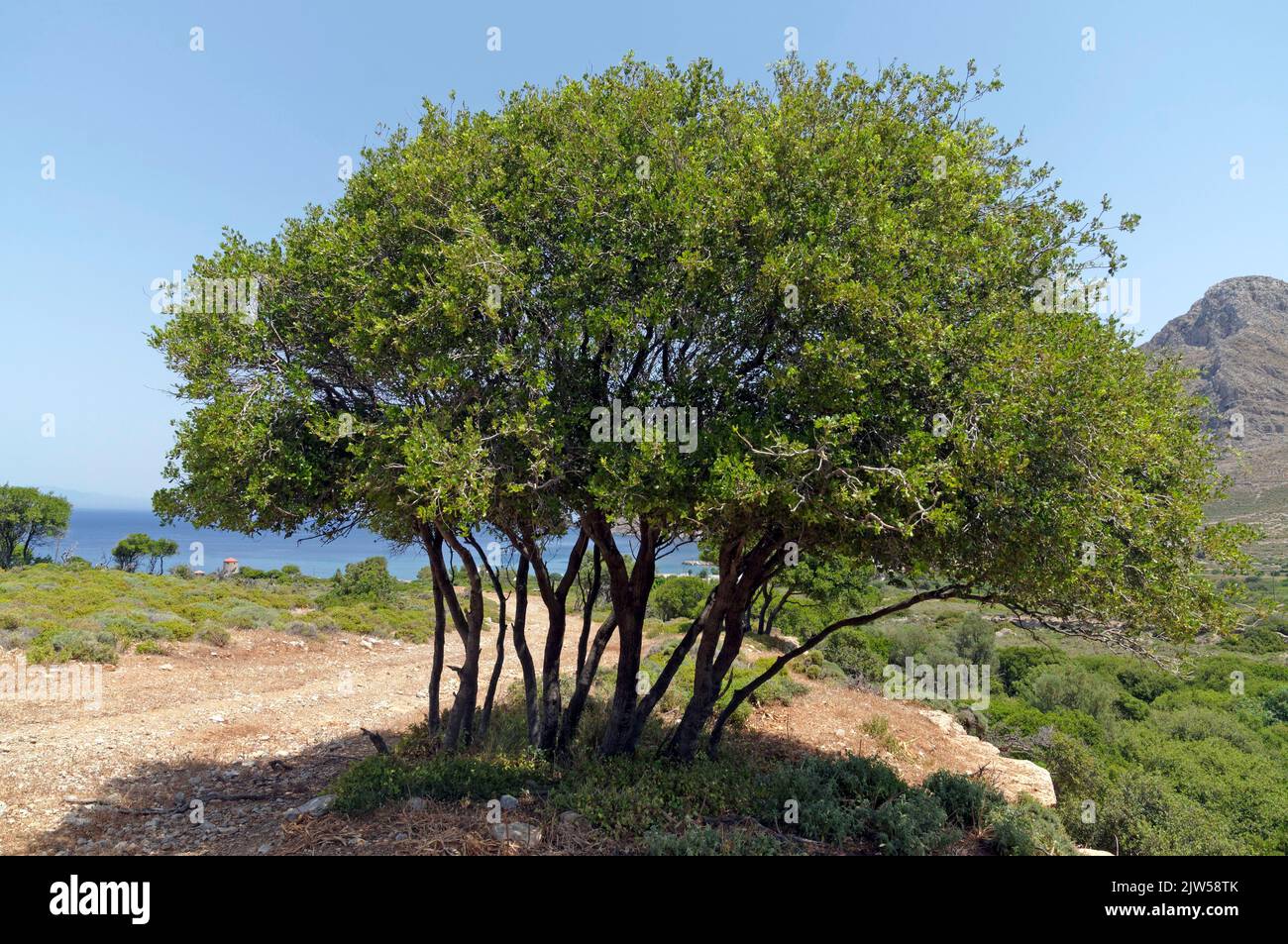 Small group of trees by the side of a dusty, rough walking trail, Tilos ...