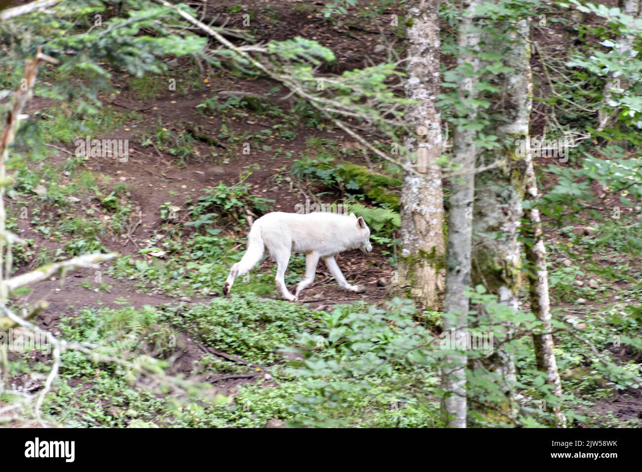 The Arctic wolf Canis lupus arctos, also known as the white wolf or ...