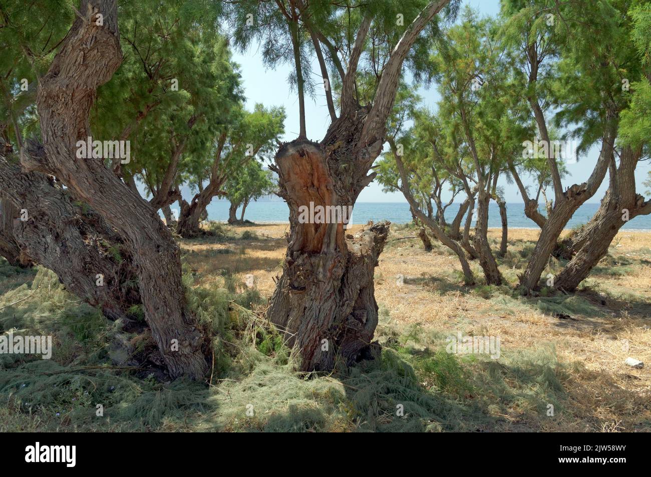 Tamarisk trees, Eristos Beach, Tilos island, Dodecanese, Greece, EU ...