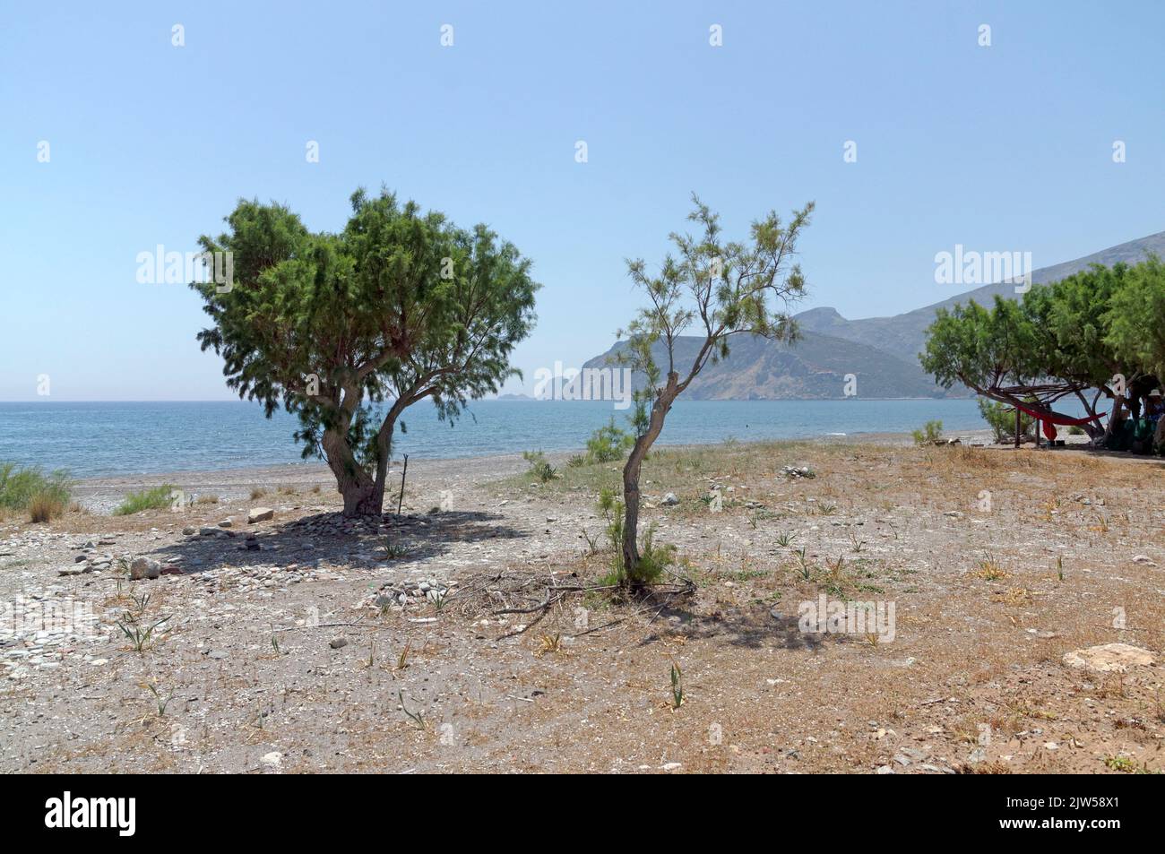 Tamarisk trees, Eristos Beach, Tilos island, Dodecanese, Greece, EU ...