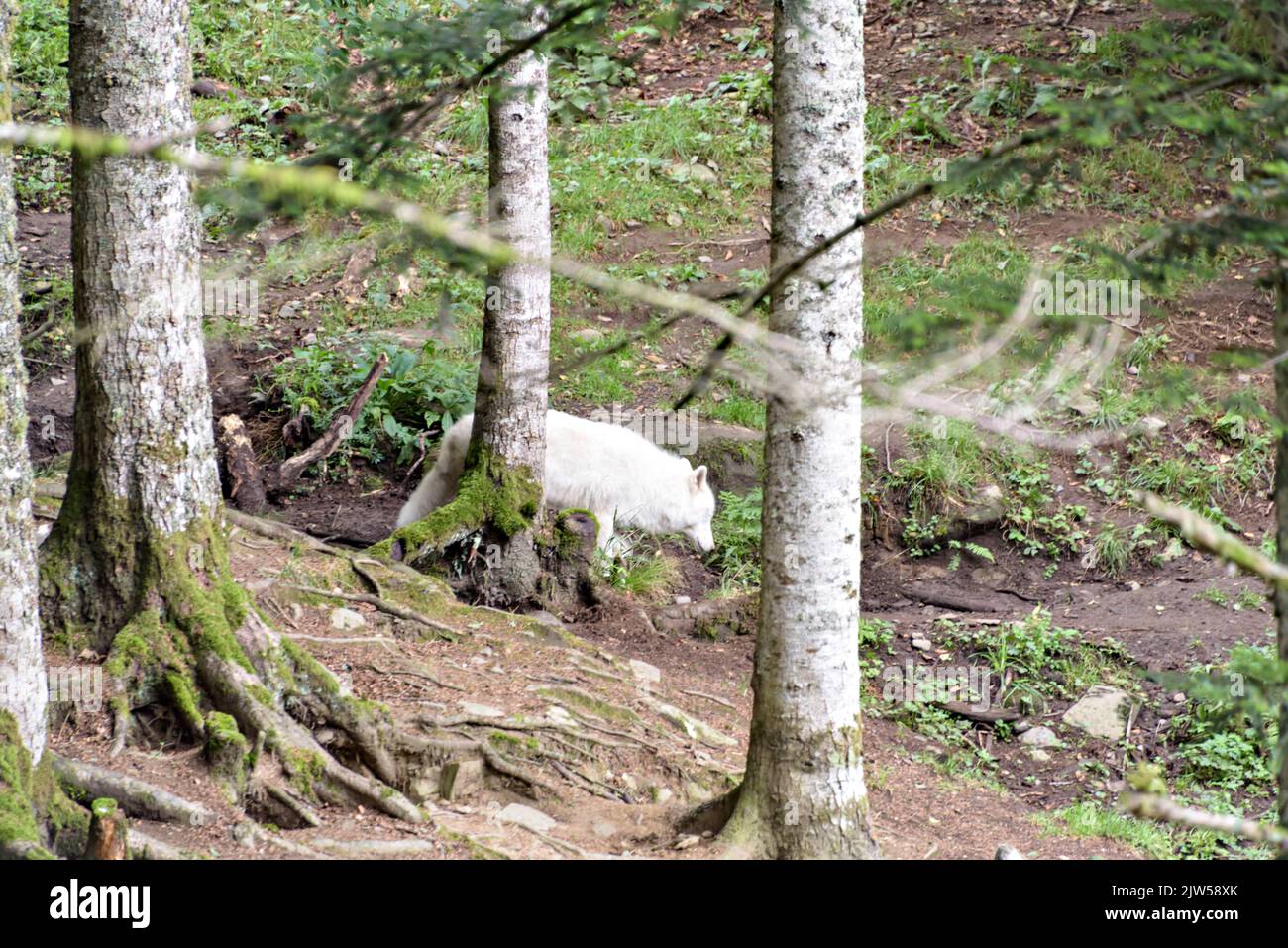 The Arctic wolf Canis lupus arctos, also known as the white wolf or ...