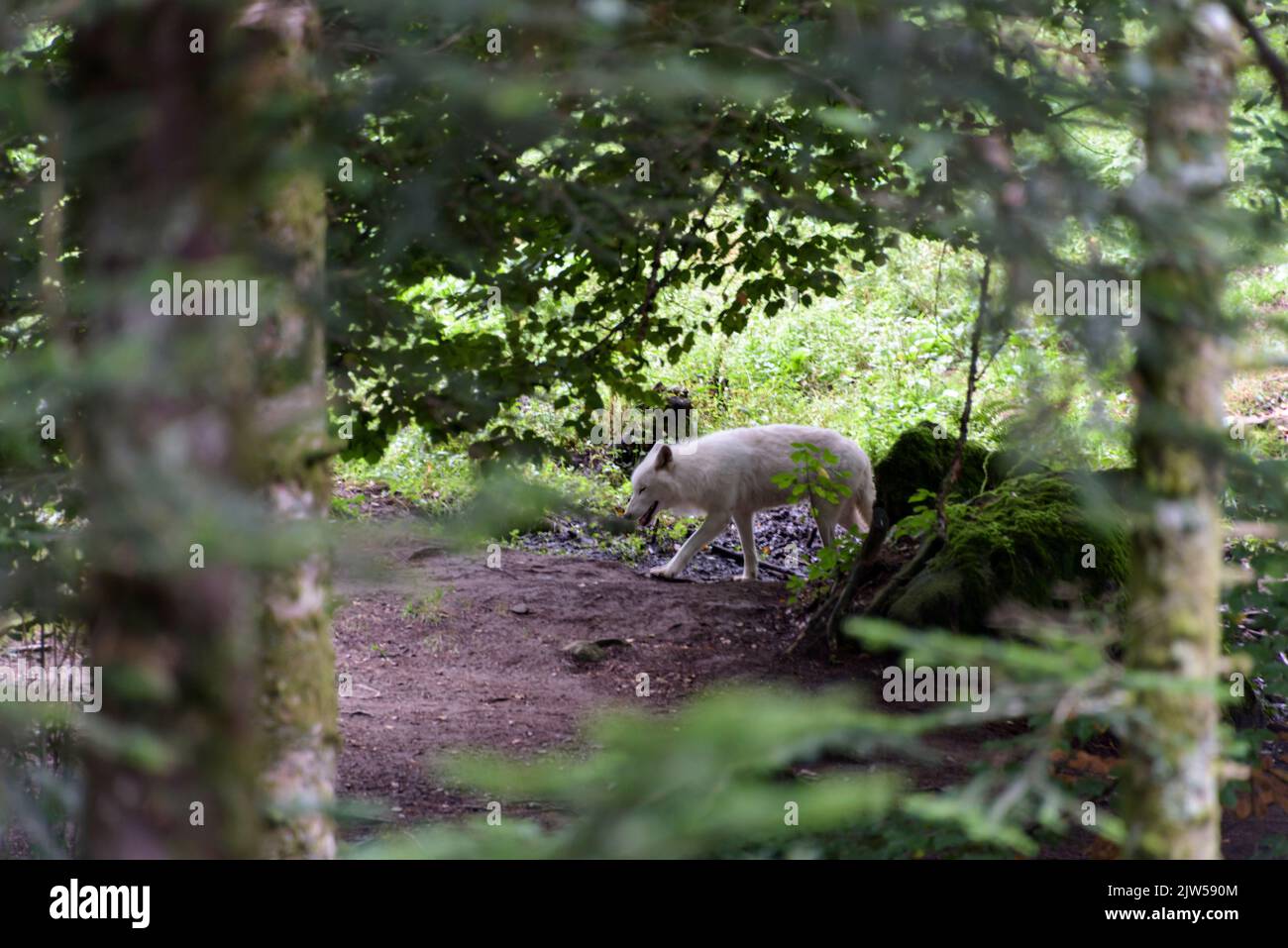 White wolf walking hi-res stock photography and images - Alamy