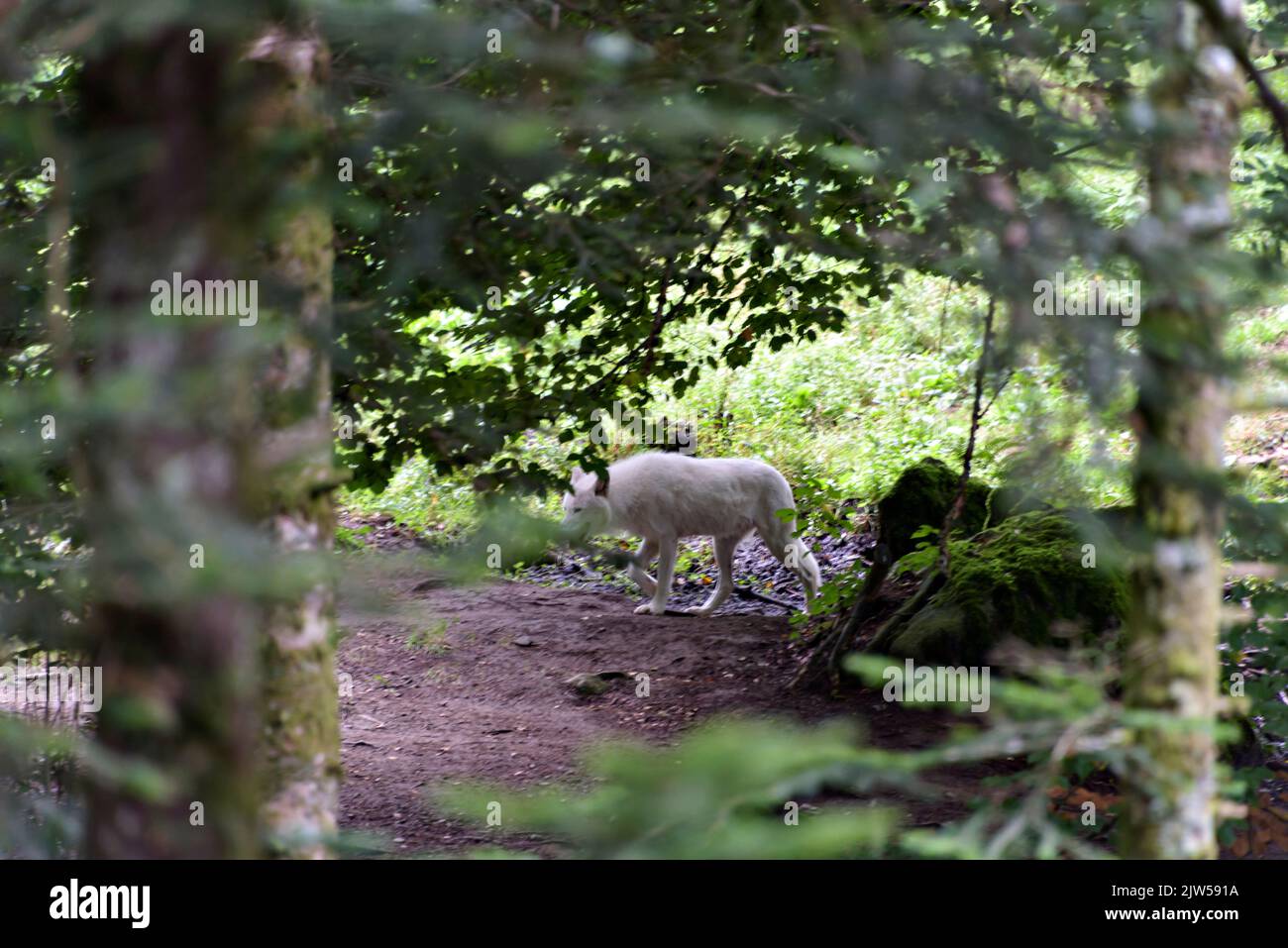 The Arctic wolf Canis lupus arctos, also known as the white wolf or ...