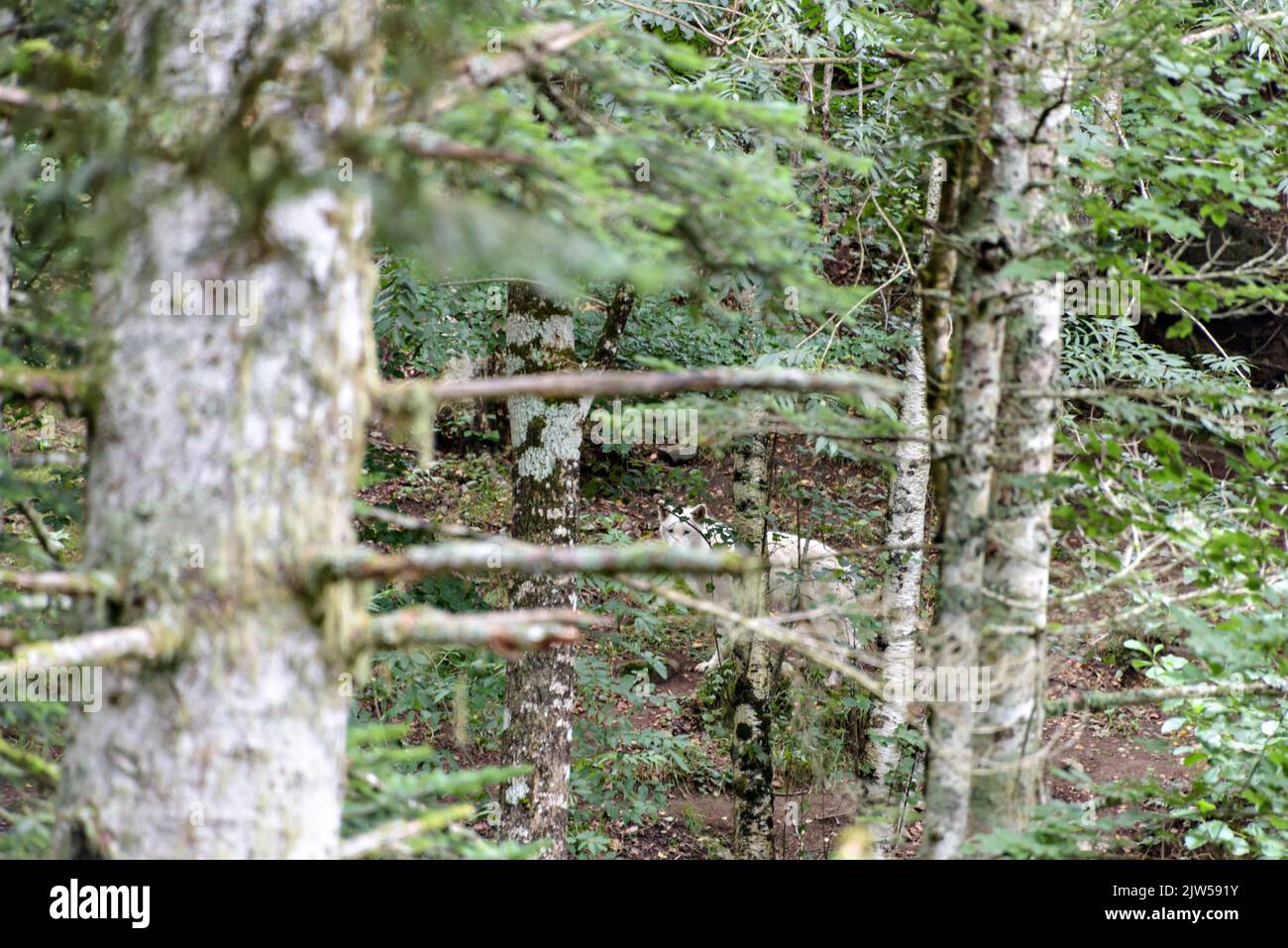 White wolf walking in the forest Stock Photo - Alamy