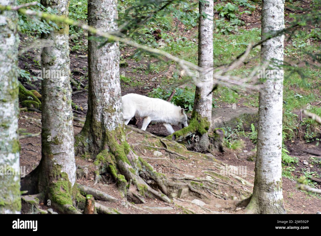 White wolf walking in the forest Stock Photo - Alamy