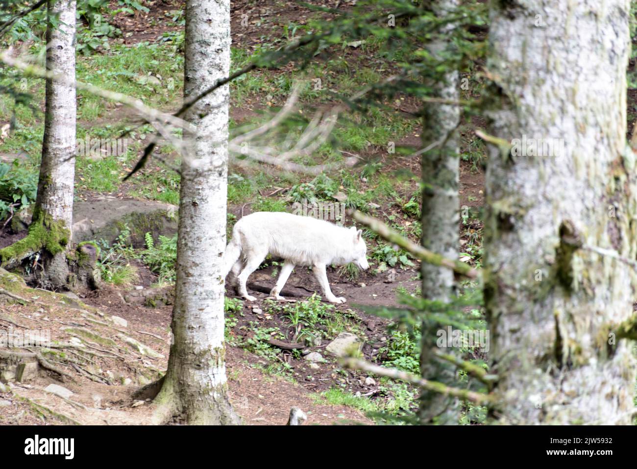 The Arctic wolf Canis lupus arctos, also known as the white wolf or ...