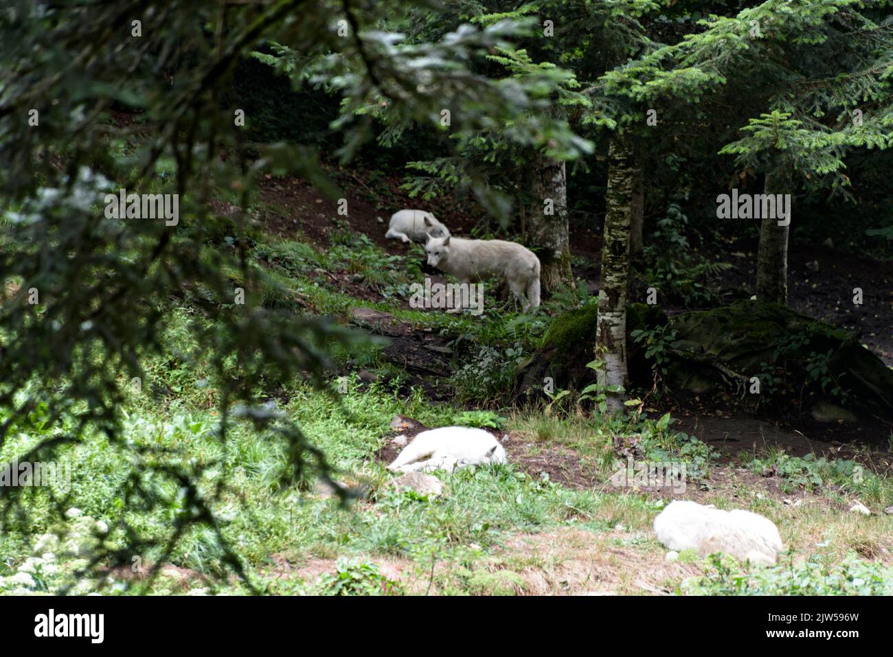 A pack of white wolves resting in a forest meadow on a warm day Stock ...