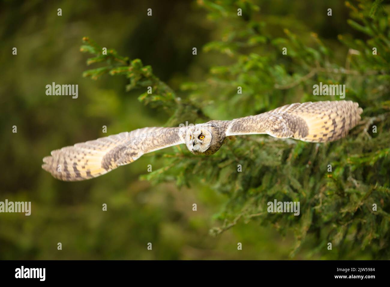 Long-eared owl fly with background light in a feather. Asio otus. Short ...