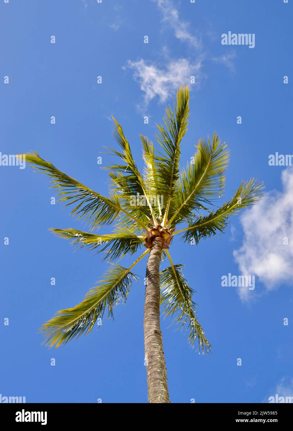 Coconut palm tree on a breezy day against a clear blue sky Stock Photo ...