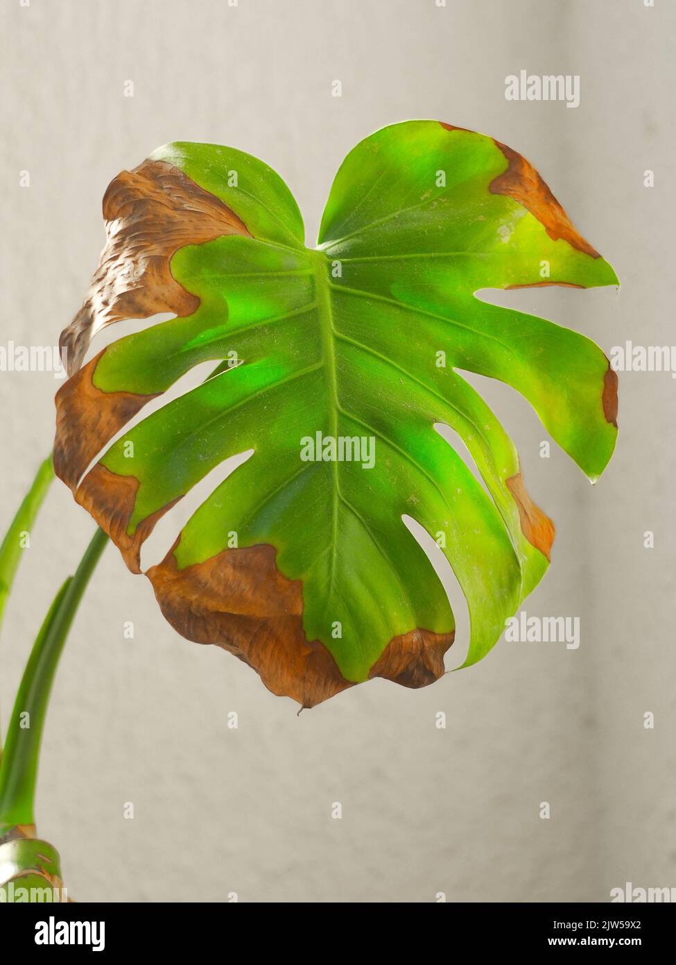 Vertical shot damaged tropical hi-res stock photography and images - Alamy