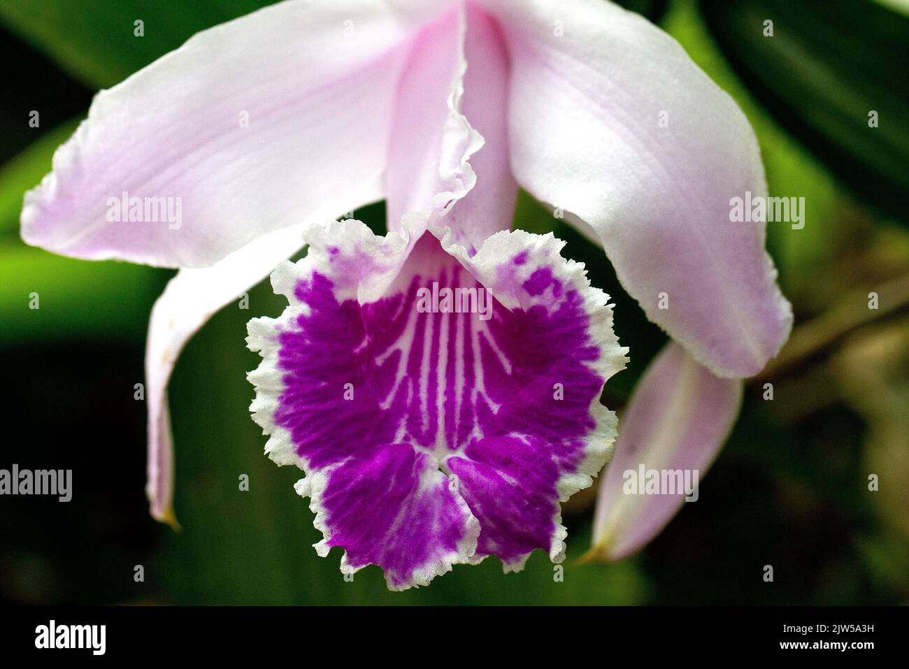 Orchid from ecuador hi-res stock photography and images - Alamy
