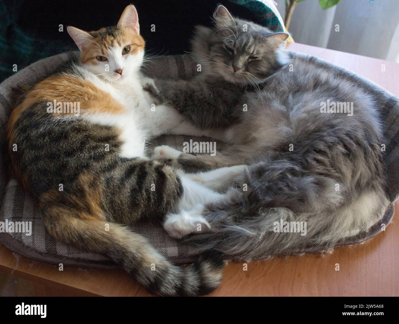 silver and tricolour cats, mom and daughter animal love cat sleeping ...