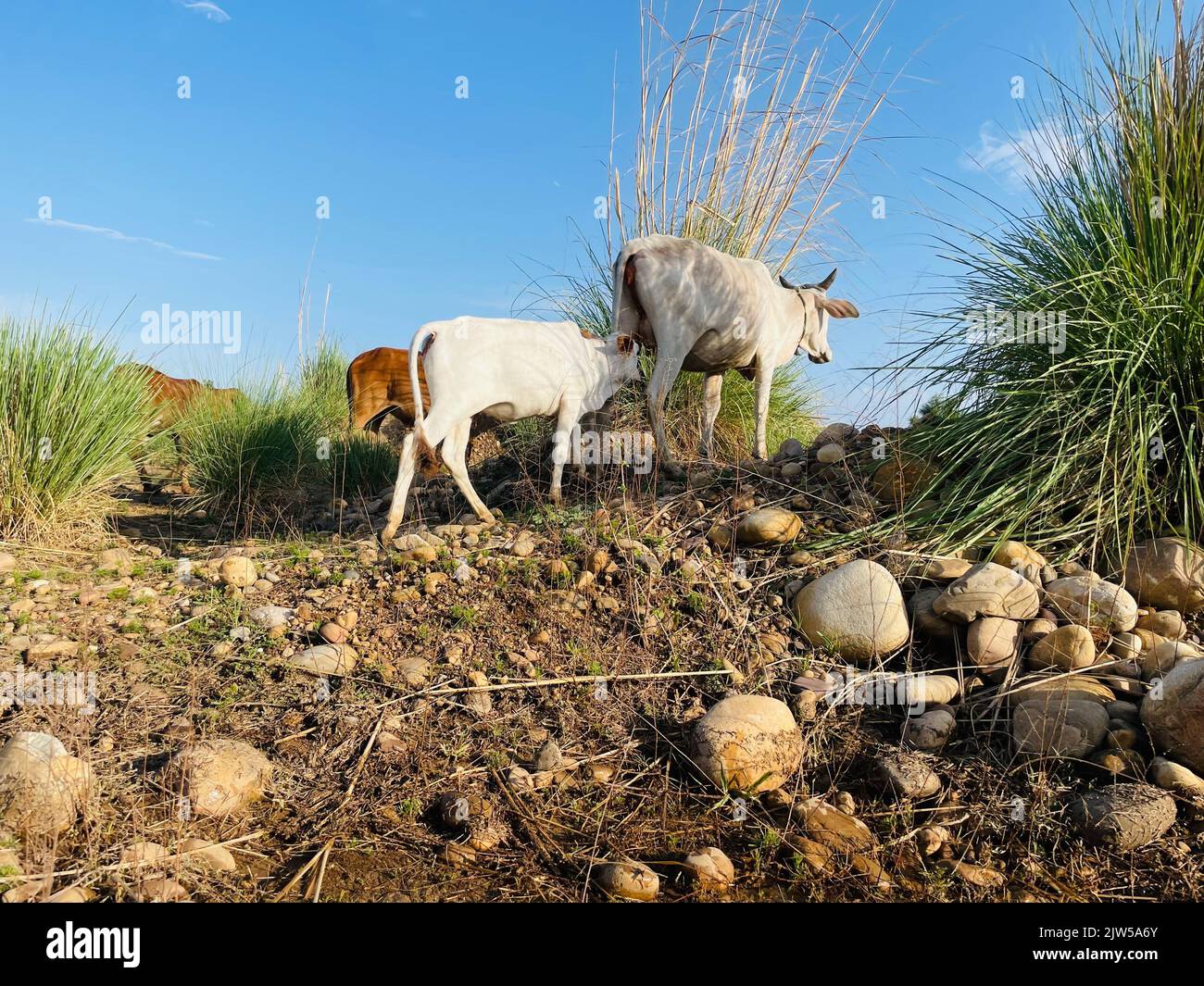 A display of four white and brown cows standing on a rocky land piece ...