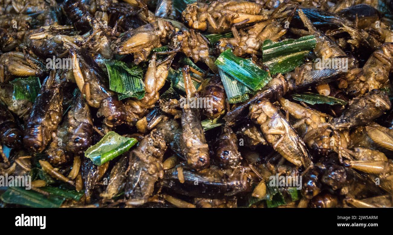 A plate of fried crickets Stock Photo - Alamy
