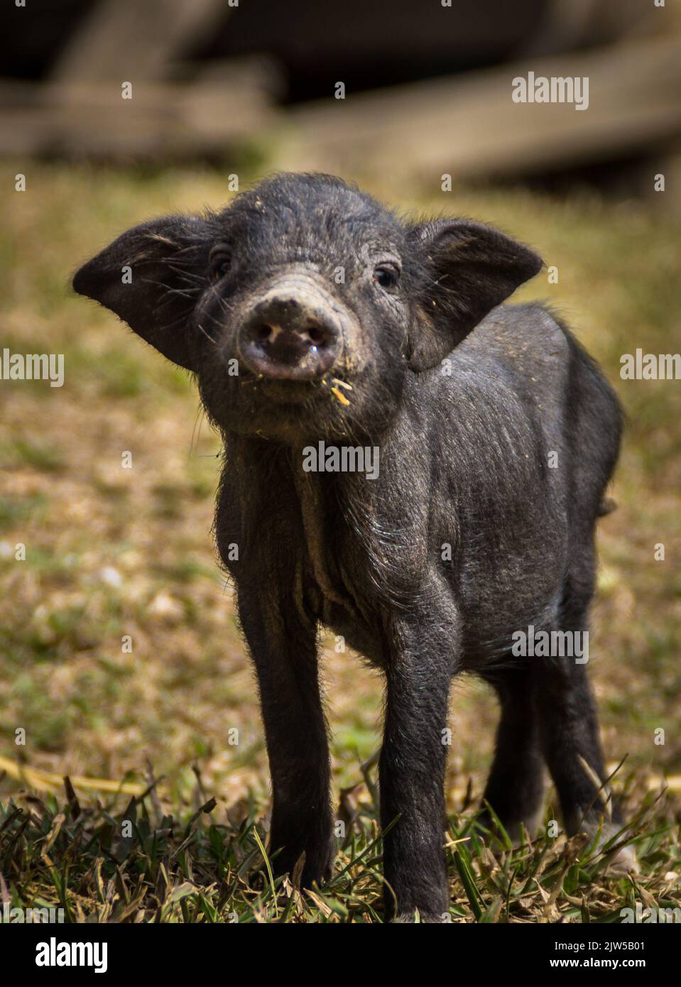 A vertical shot of a black piglet Stock Photo - Alamy