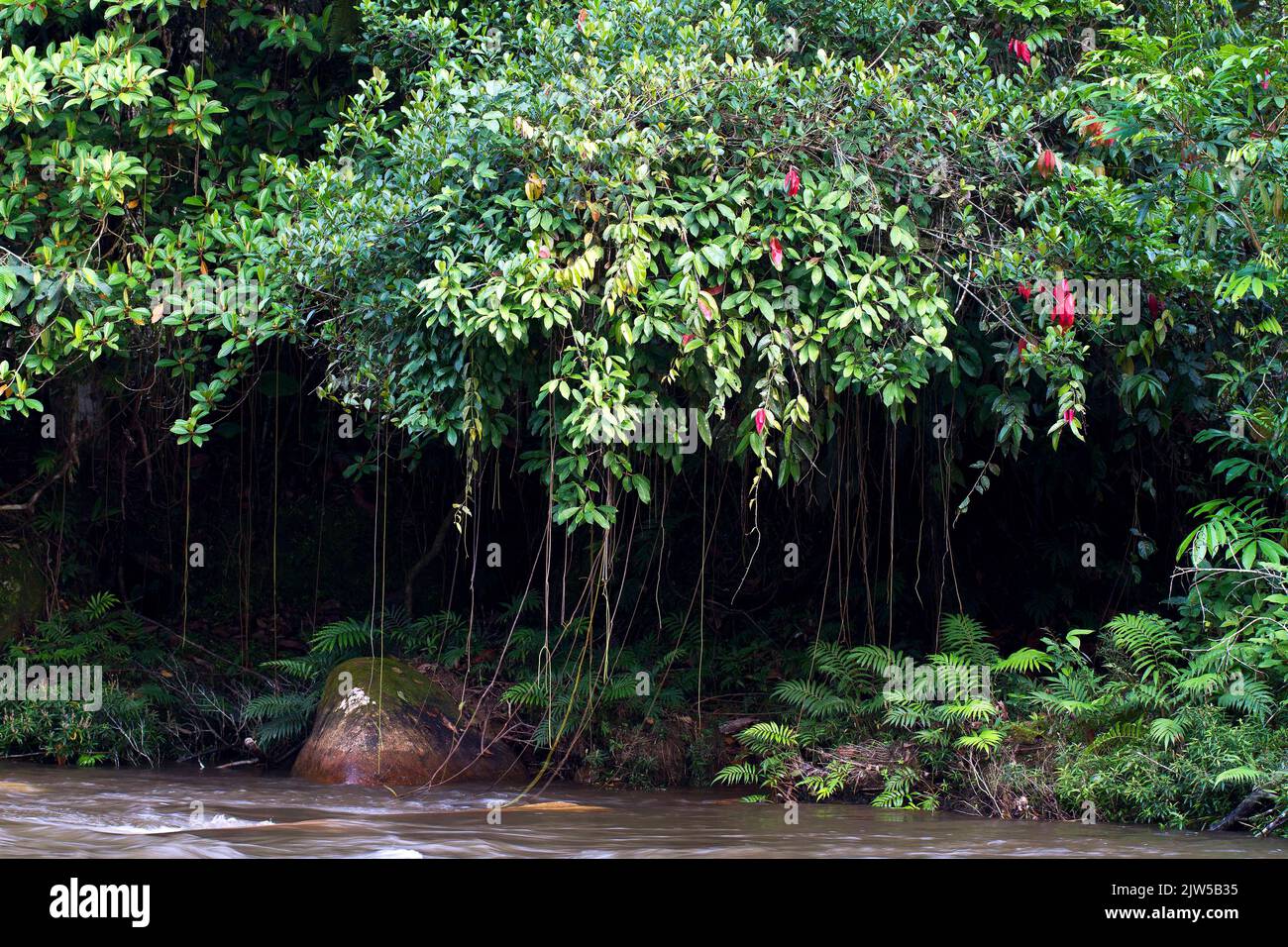 The beautiful nature of a rainforest in Ecuador Stock Photo - Alamy