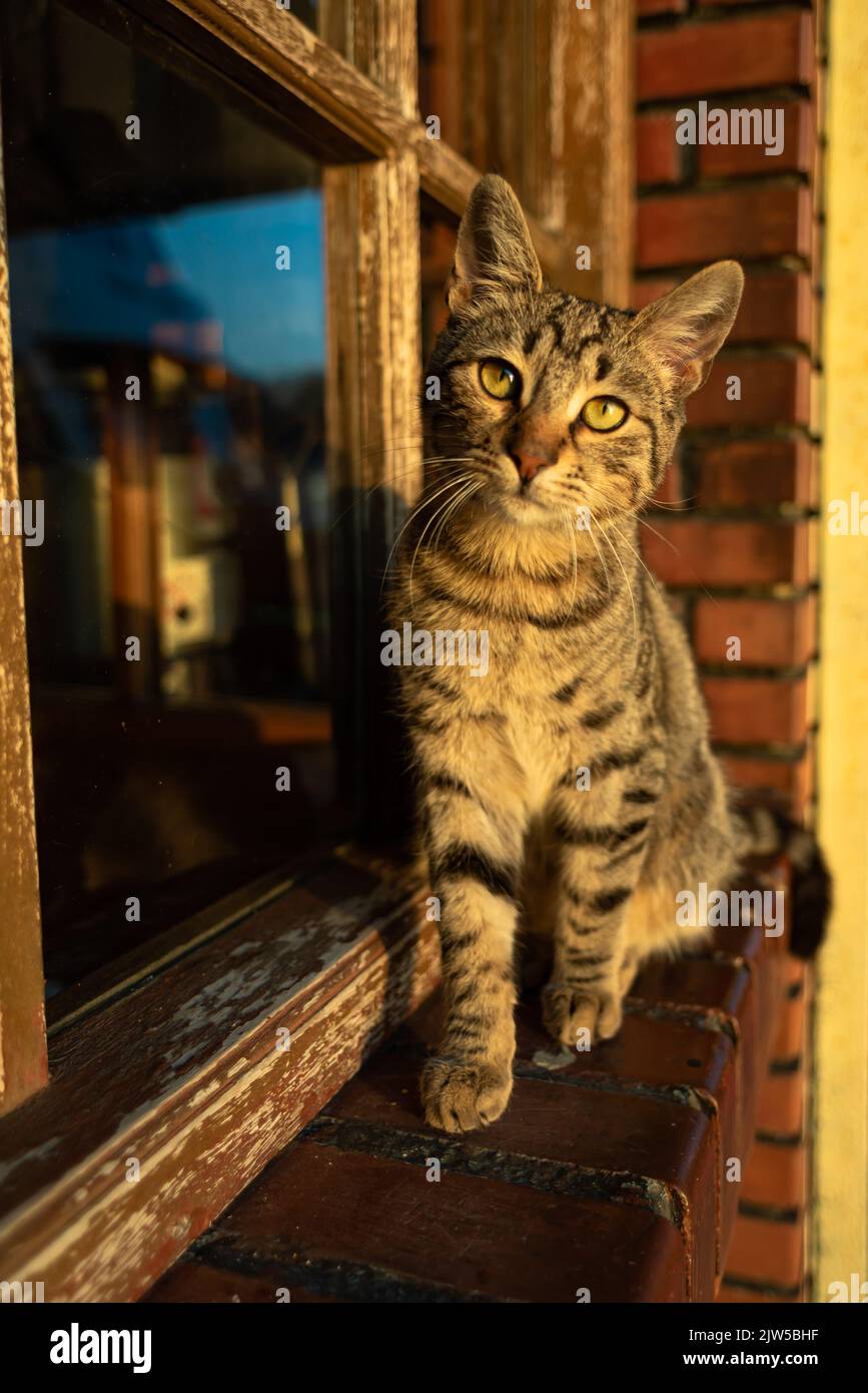 cute stray cat standing in front of a brick walled window Stock Photo ...