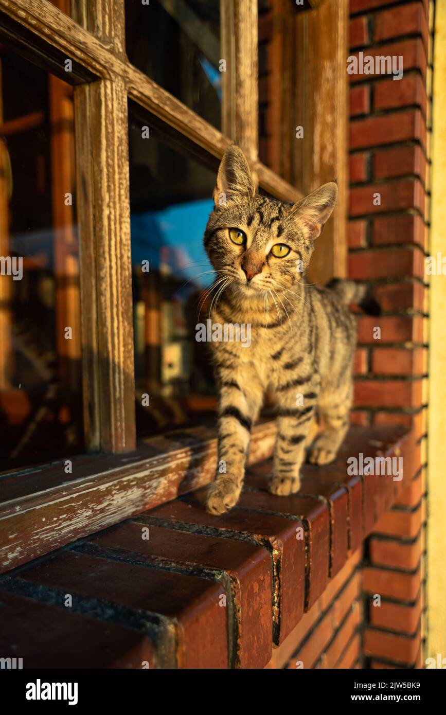 cute stray cat standing in front of a brick walled window Stock Photo ...