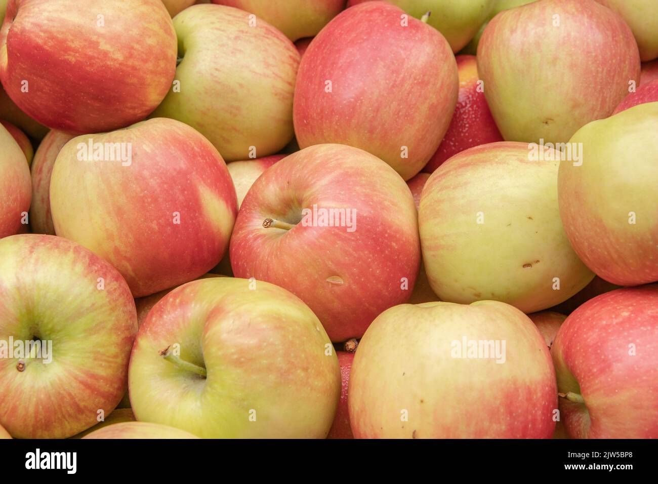 A group of apples that are nice and big Stock Photo - Alamy