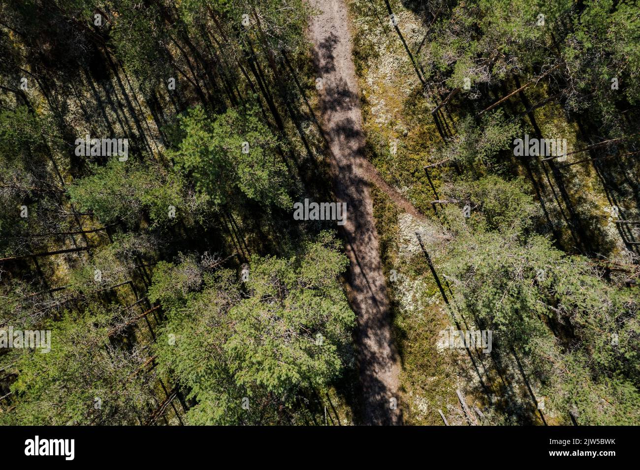 Aerial view of a road in the middle of the woods. View over pine tree ...