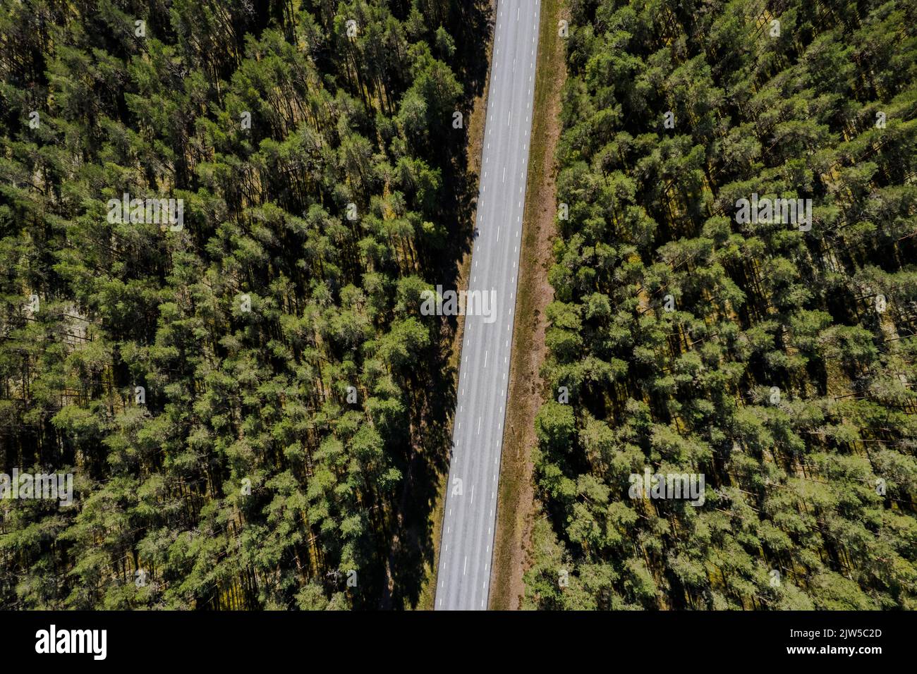 Aerial view of a road in the middle of the woods. View over pine tree ...