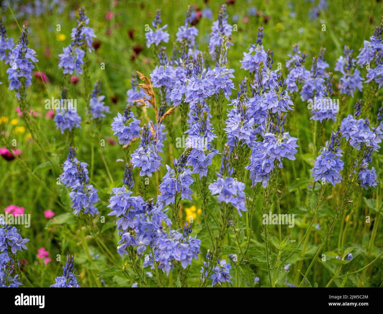 A closeup of beautiful royal blue seeds flowers growing in a field ...