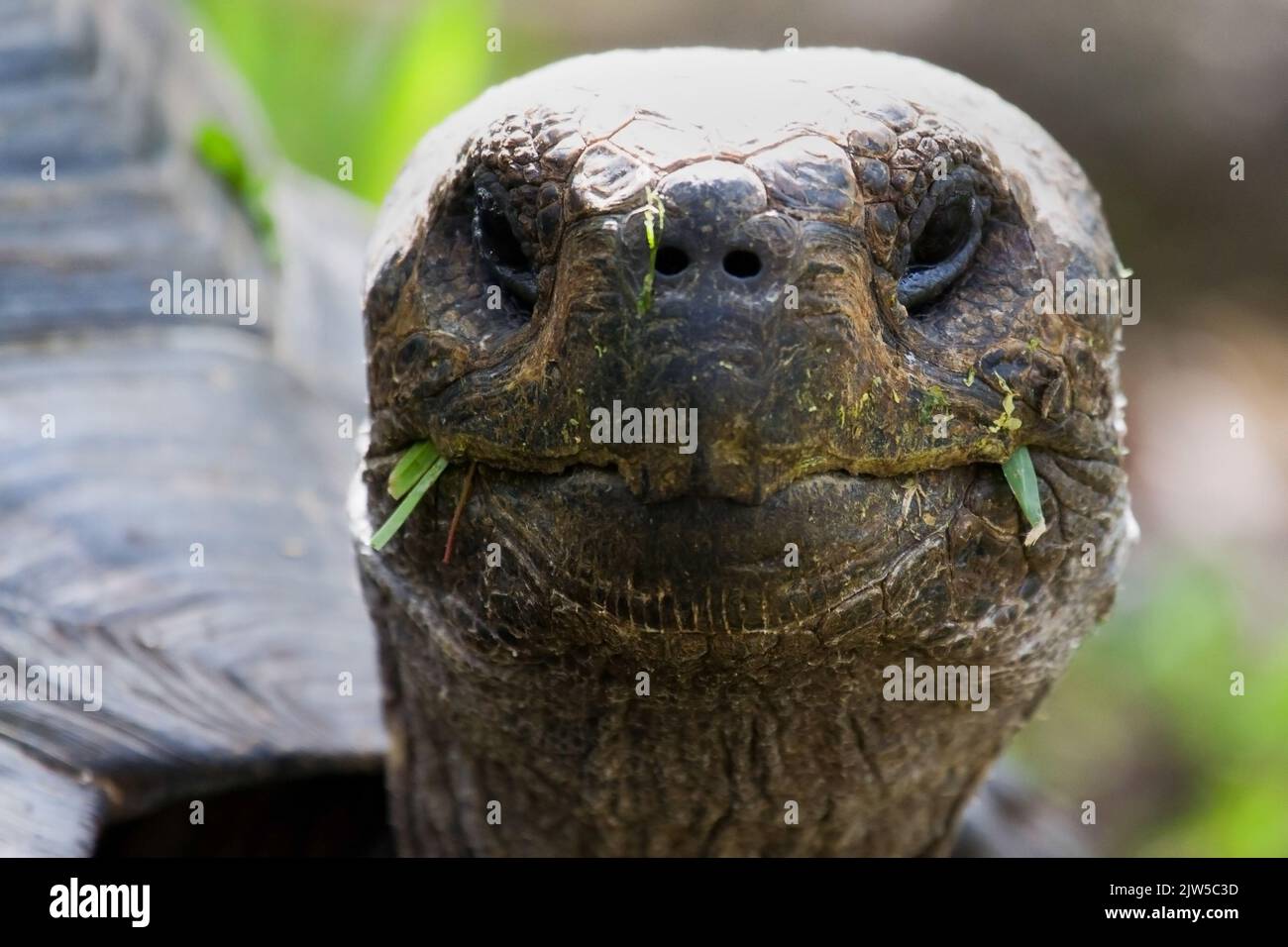 A closeup front view of a Galapagos Giant Tortoise's head chewing grass ...